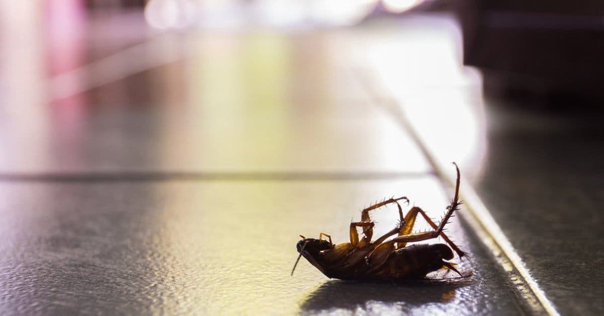Cucaracha alemana: resistencia y técnicas de control | Syngenta PPM México